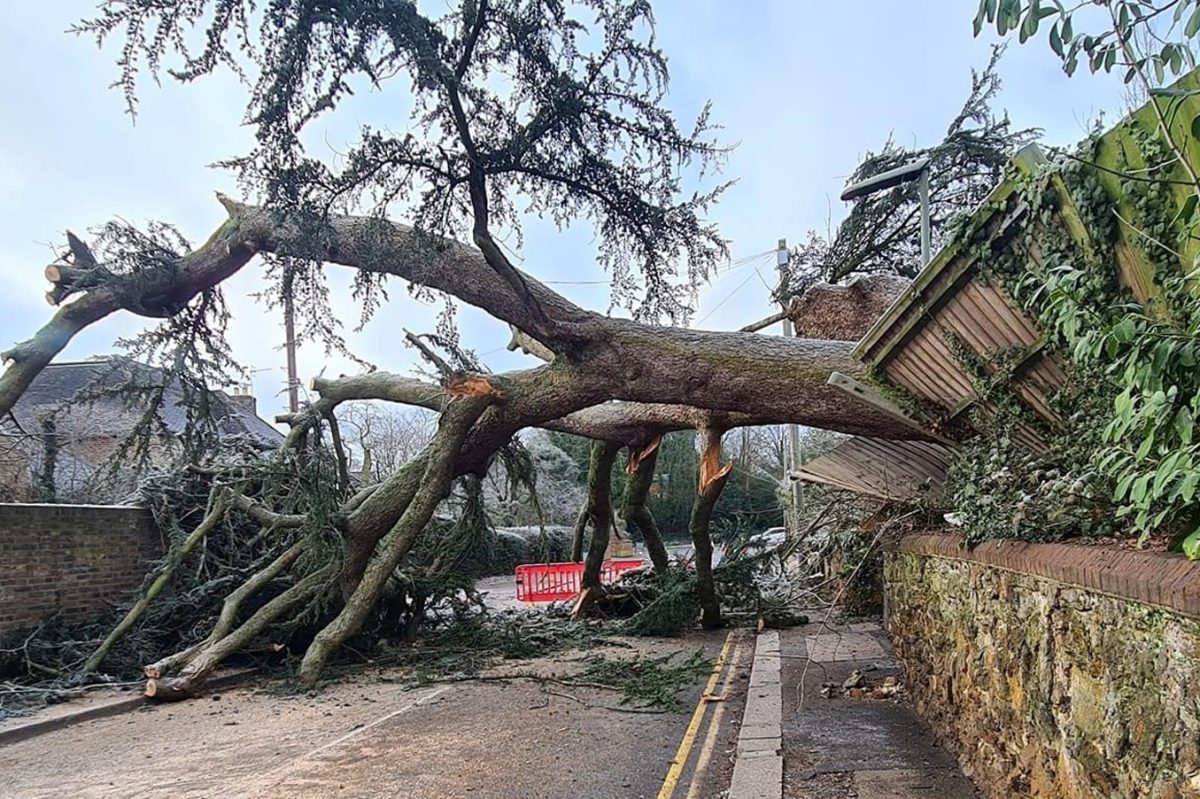 Tree Safety Surveys | Local Authority & Housing Trust Tree Surveys