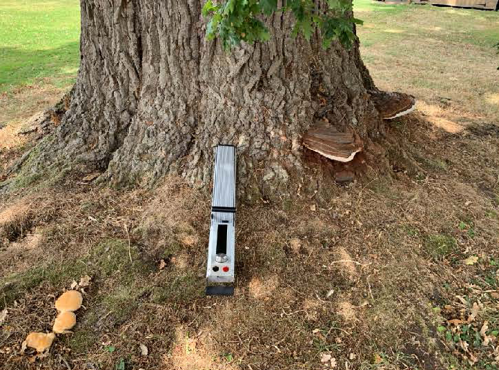 Tree Decay Detection | Resistograph Reports | Tree Preservation